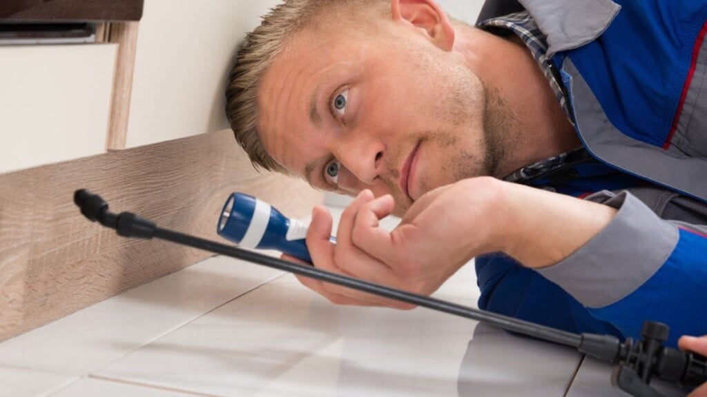 Baby Cockroach: What They Look Like + How to Get Rid of Them