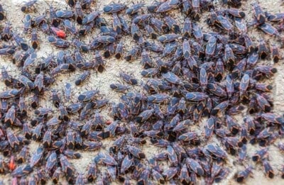 Boxelder Bug: How to Identify and Get Rid of Boxelder Bugs