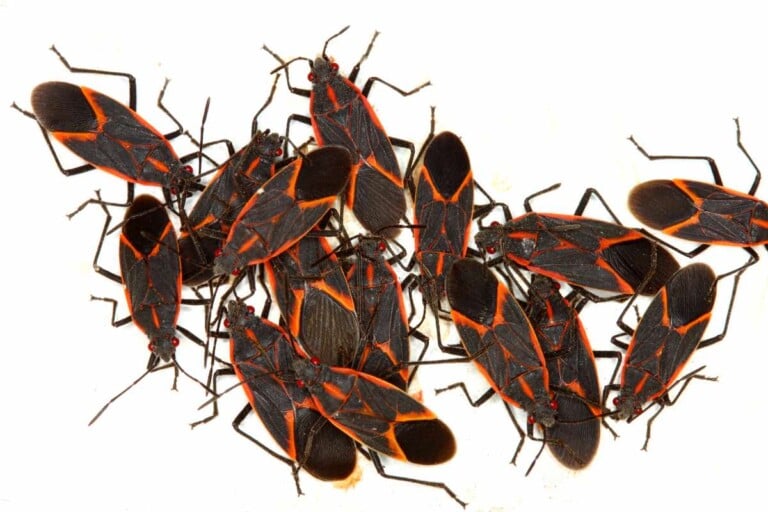 Boxelder Bug: How to Identify and Get Rid of Boxelder Bugs