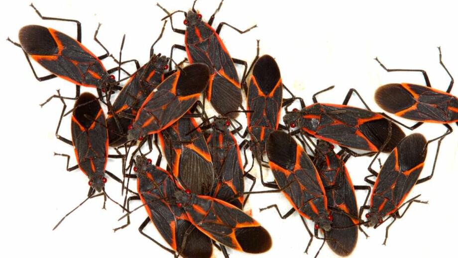Boxelder Bug: How to Identify and Get Rid of Boxelder Bugs