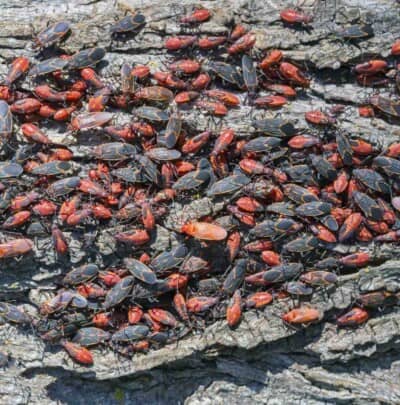 Boxelder Bug: How to Identify and Get Rid of Boxelder Bugs
