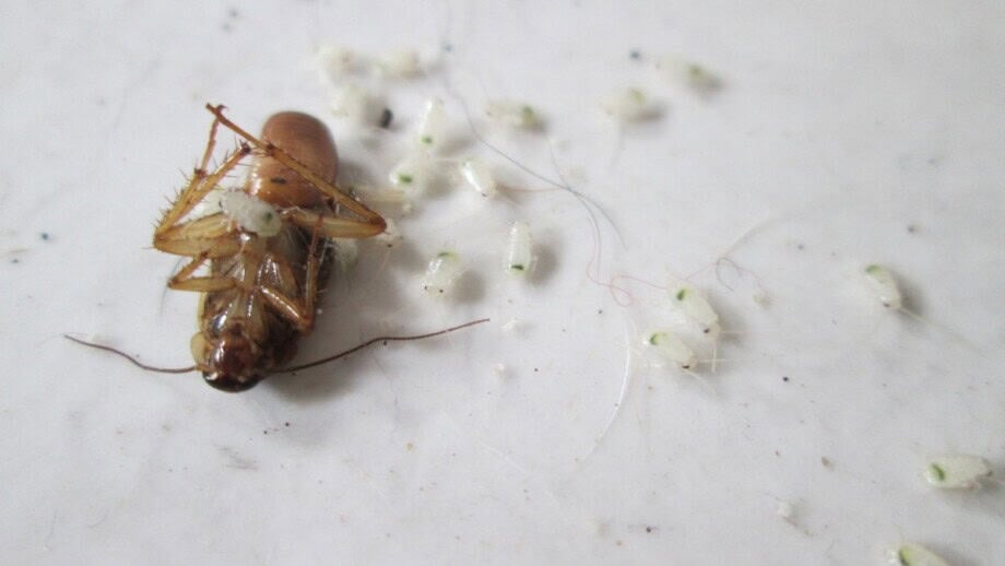 Baby Cockroach: What They Look Like + How to Get Rid of Them