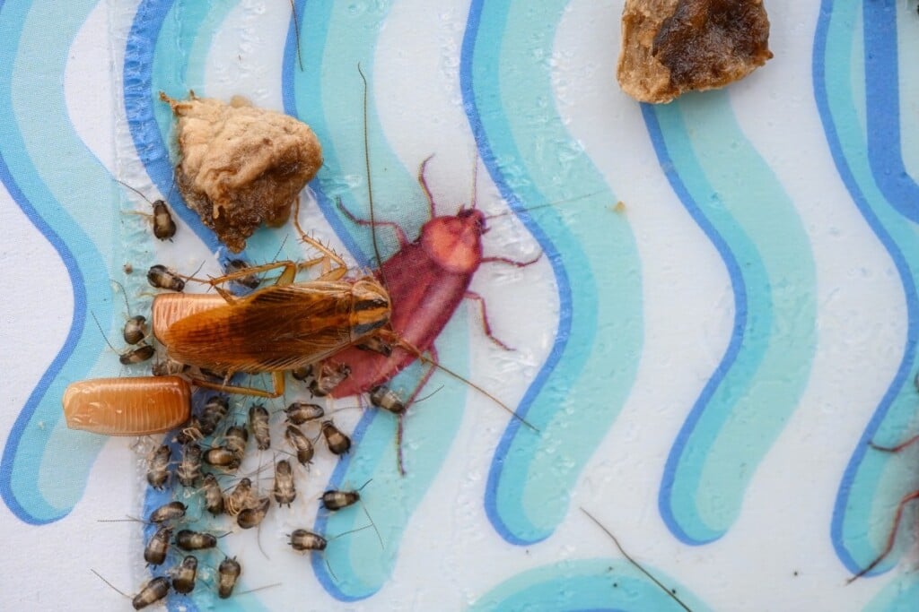 Baby Cockroach: What They Look Like + How to Get Rid of Them