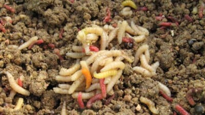 How to Get Rid of Maggots Effectively (Indoors and Outdoors)