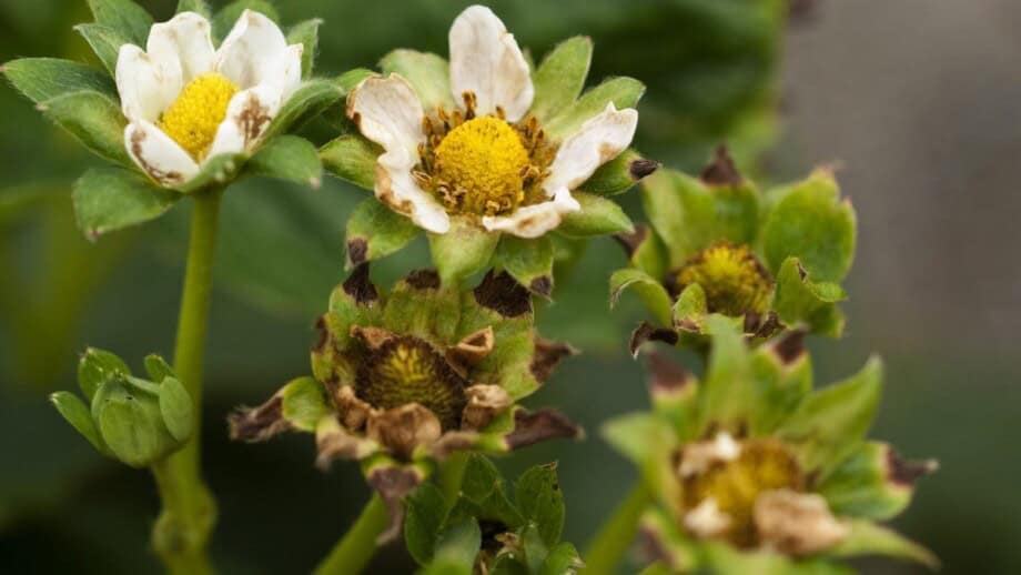 Complete Guide on How to Get Rid of Thrips Effectively