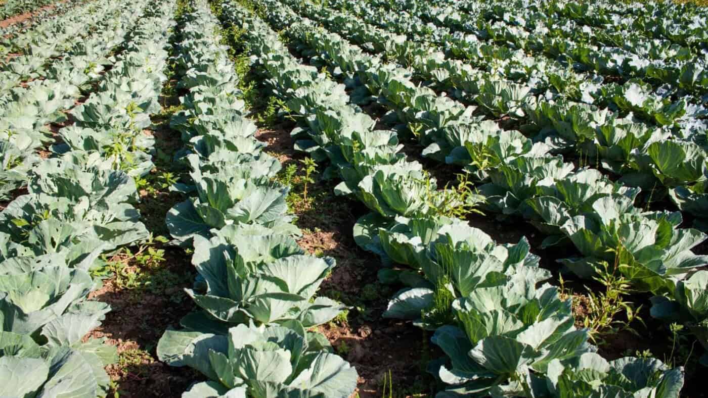 10 Best Plants To Thrive in a Community Garden