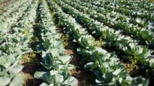 10 Best Plants To Thrive in a Community Garden