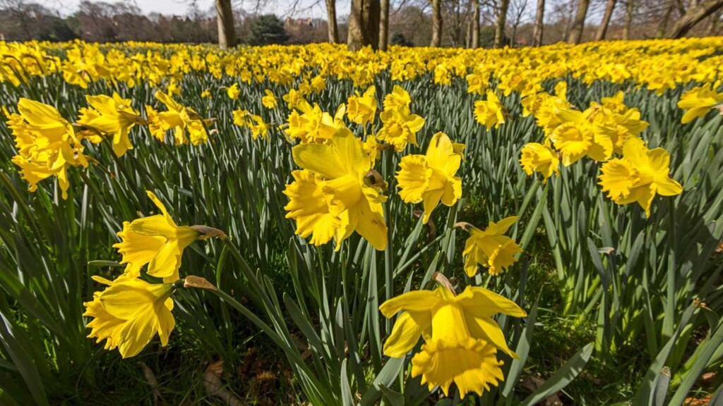 10 Outdoor Plants To Be Aware of That Are Toxic to Dogs