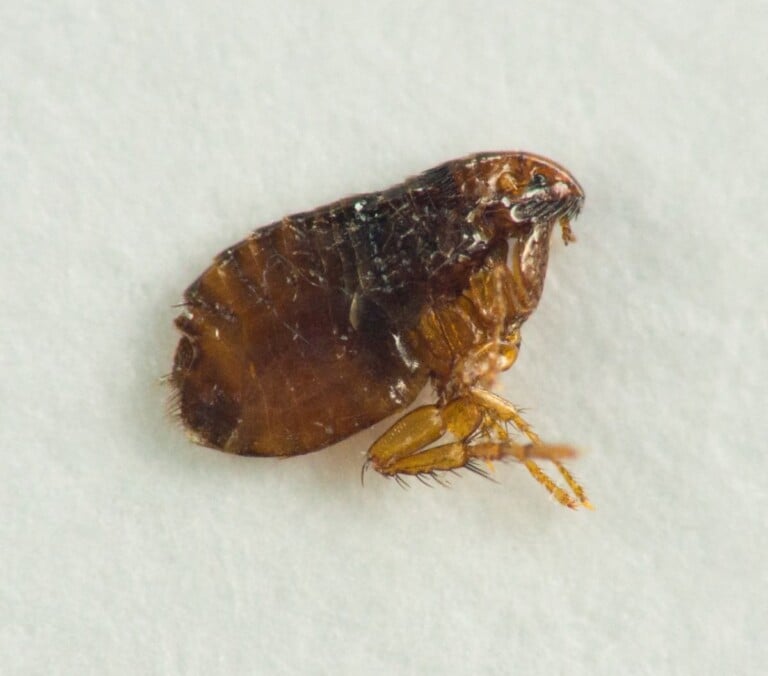 8 Most Common Bugs That Look Like Bed Bugs (Complete Guide)