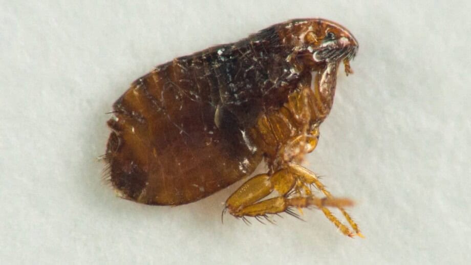 8 Most Common Bugs That Look Like Bed Bugs (Complete Guide)