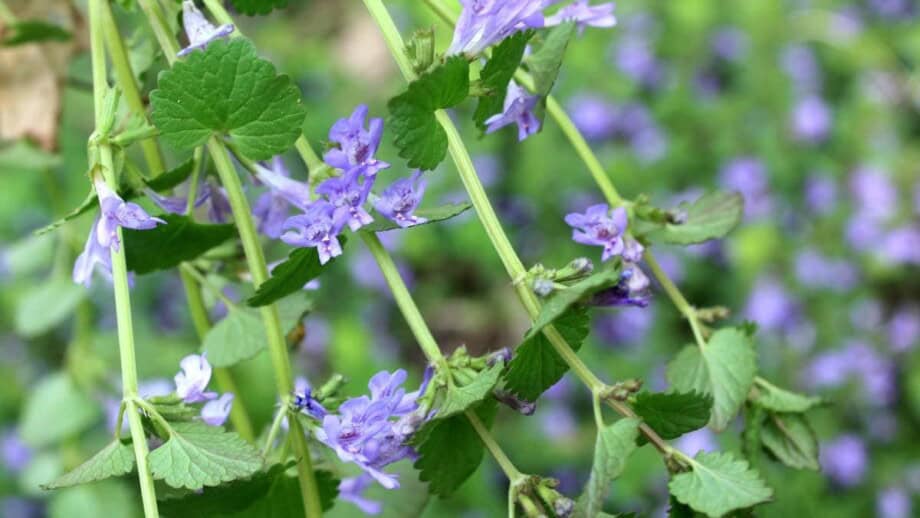 Creeping Charlie AKA Ground Ivy - Everything You Need to Know