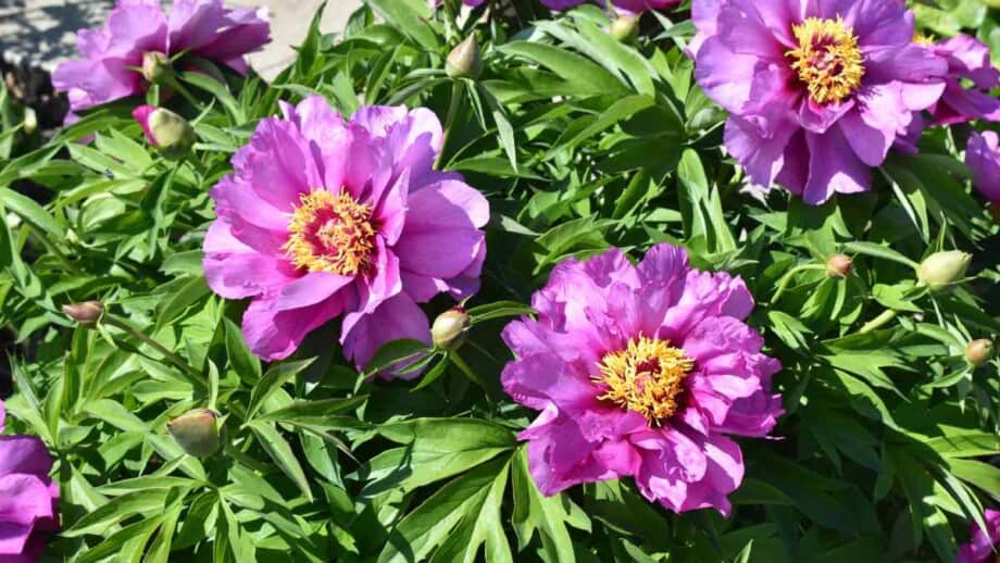 Peonies: How to Plant, Grow, and Care for Peony Flowers