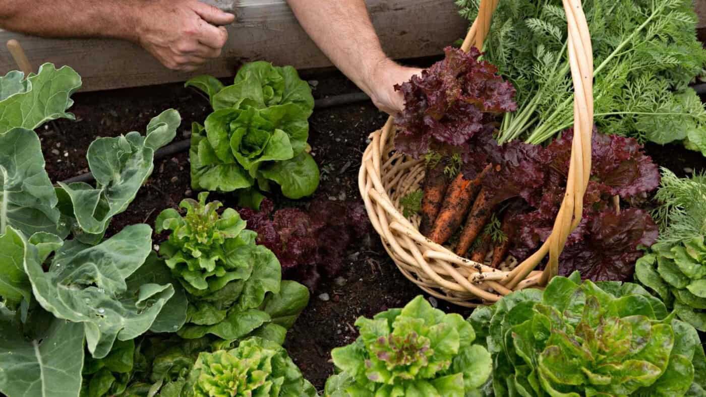 10 Easiest Vegetables to Grow In Your Own Garden