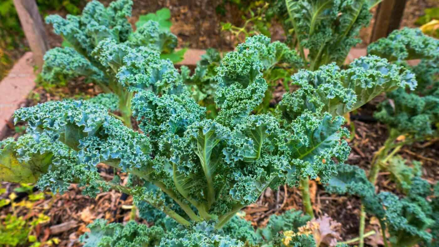 10 Best Plants To Thrive in a Community Garden
