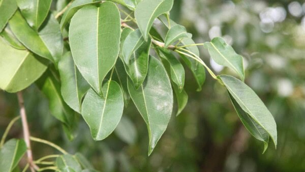 10 of the Scariest Plants In the World According to Botanists