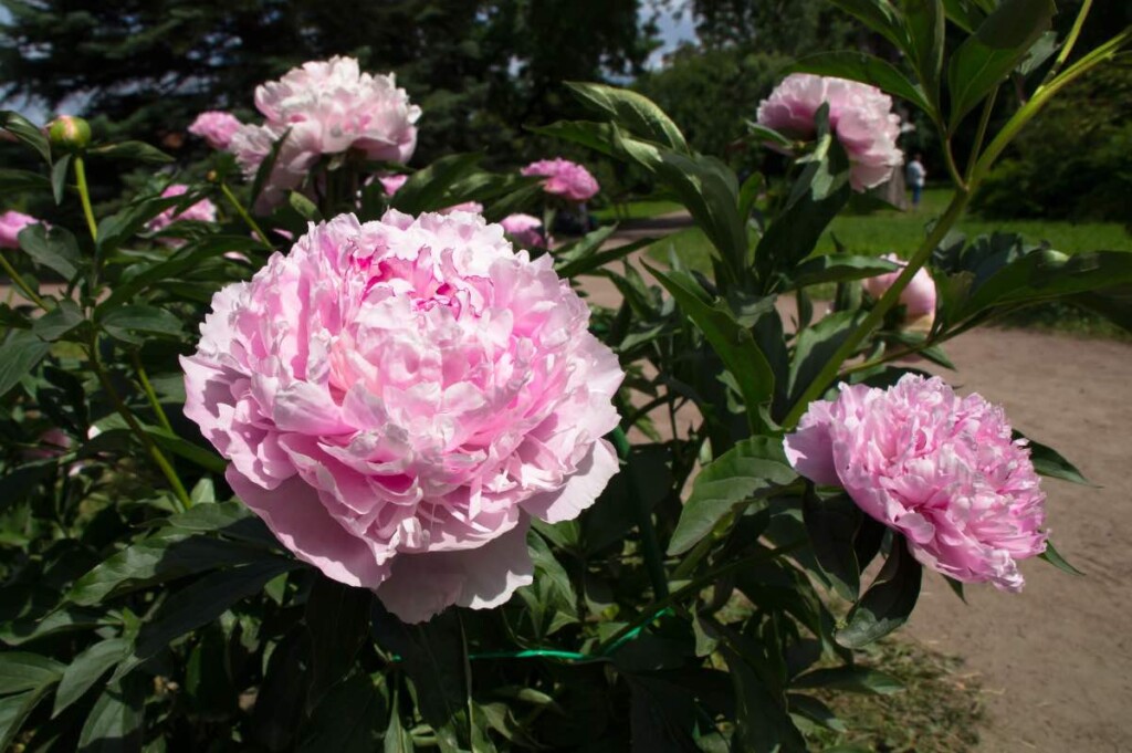 Peonies: How to Plant, Grow, and Care for Peony Flowers