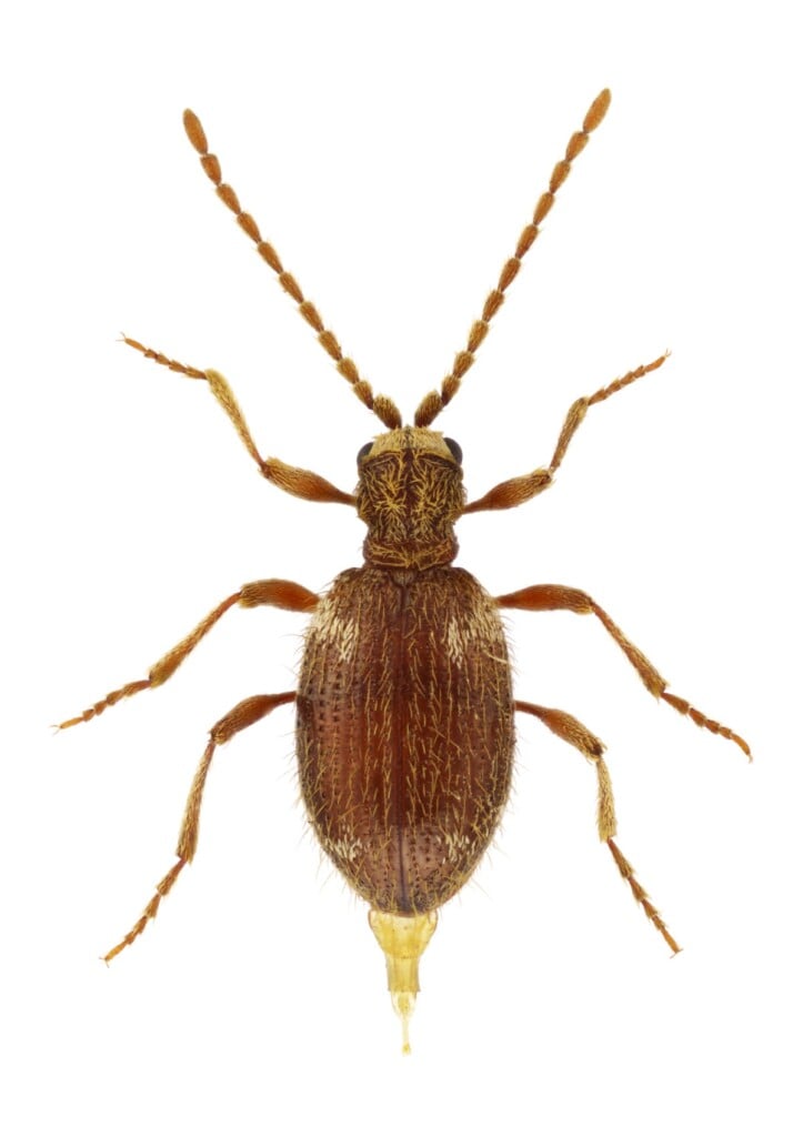 8 Most Common Bugs That Look Like Bed Bugs (Complete Guide)