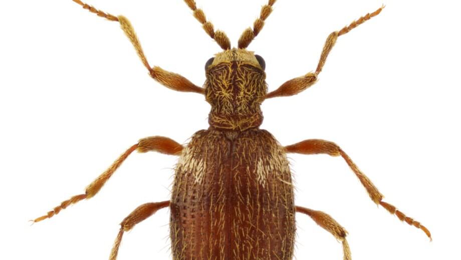 8 Most Common Bugs That Look Like Bed Bugs (Complete Guide)