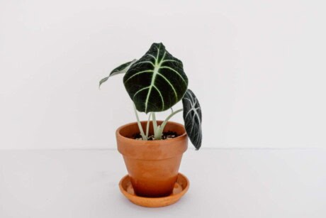 How to Plant, Grow, and Care for Alocasia Black Velvet - Full Guide