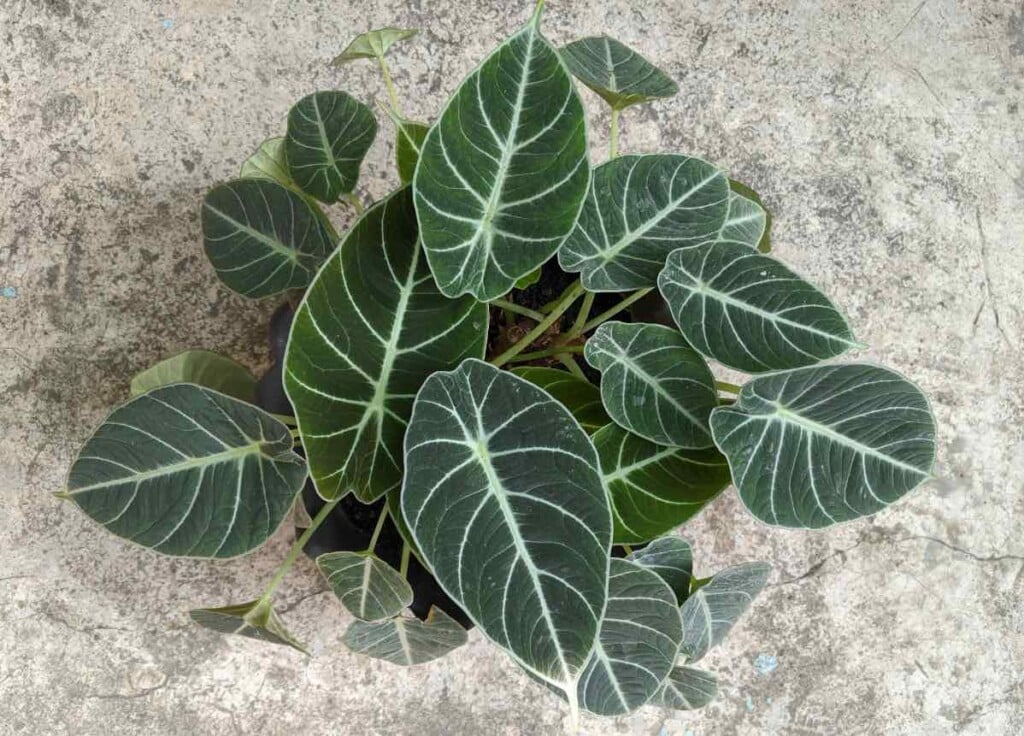 How to Plant, Grow, and Care for Alocasia Black Velvet - Full Guide