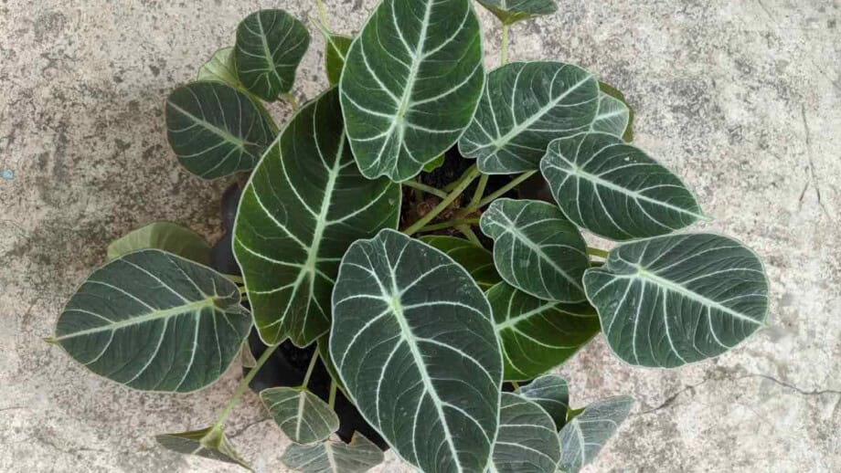 How to Plant, Grow, and Care for Alocasia Black Velvet - Full Guide