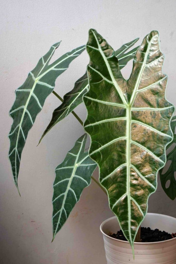 How to Plant, Grow, and Care for Alocasia Polly – Complete Guide