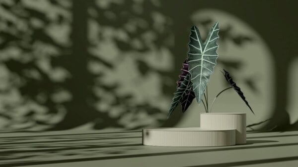 How to Plant, Grow, and Care for Alocasia Polly – Complete Guide