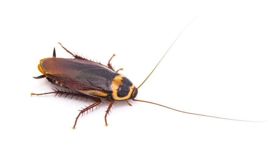 Do Cockroaches Fly? The Complete Guide to Flying Cockroaches