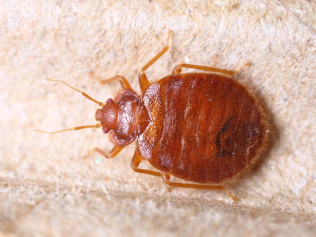 8 Most Common Bugs That Look Like Bed Bugs (Complete Guide)