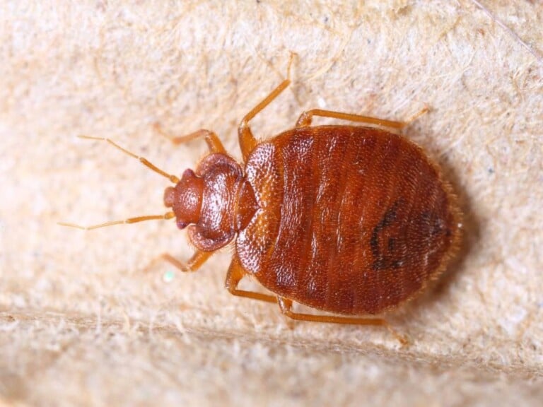 8 Most Common Bugs That Look Like Bed Bugs (Complete Guide)