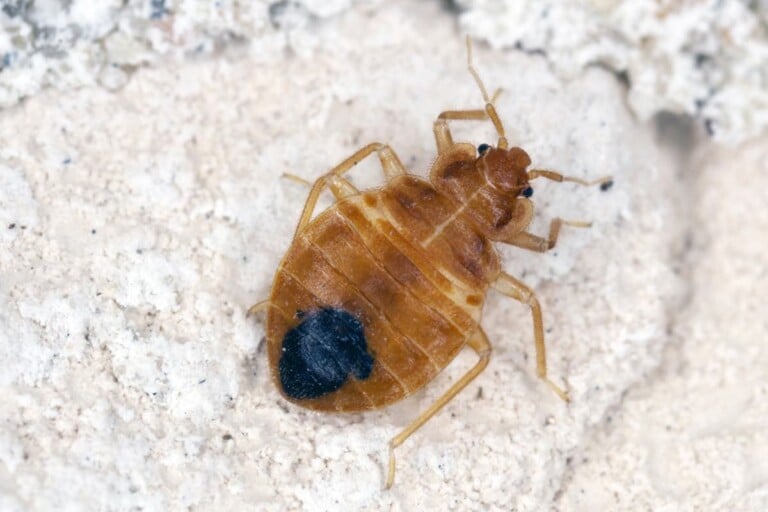 How to Get Rid of Bed Bugs: A Complete 7-Step Guide