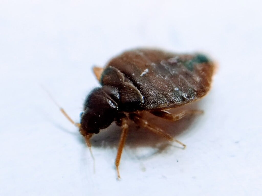 Where Do Bed Bugs Come From? And What Attracts Them?