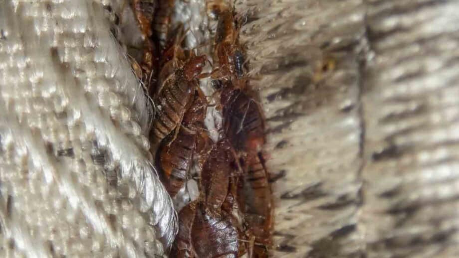 6 Early Signs of Bed Bugs (Top Indicators of an Infestation)