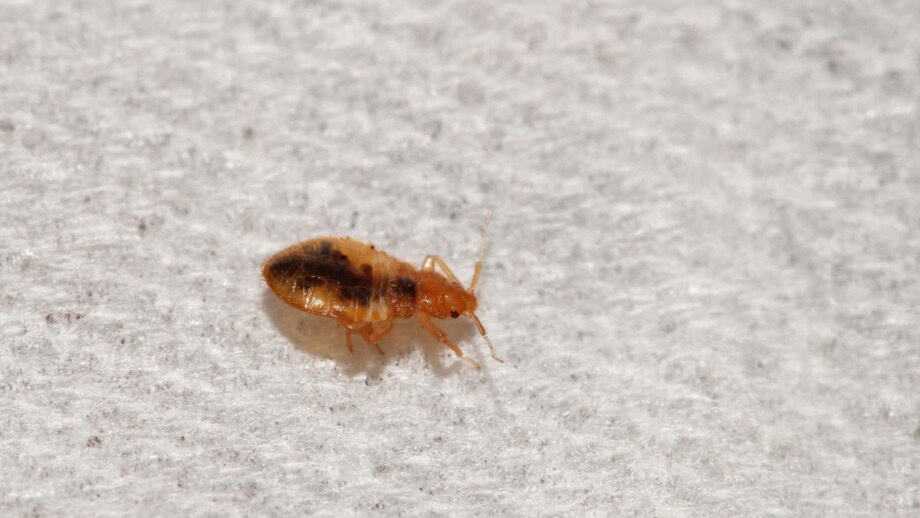 Where Do Bed Bugs Come From? And What Attracts Them?
