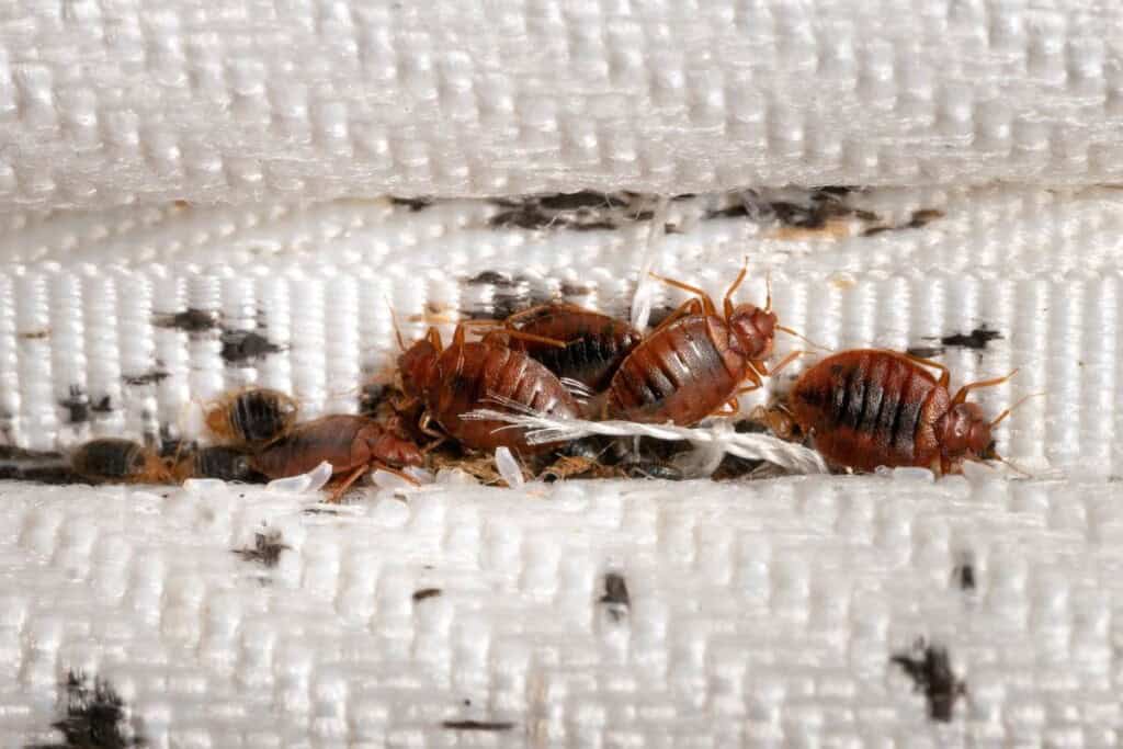How to Get Rid of Bed Bugs: A Complete 7-Step Guide