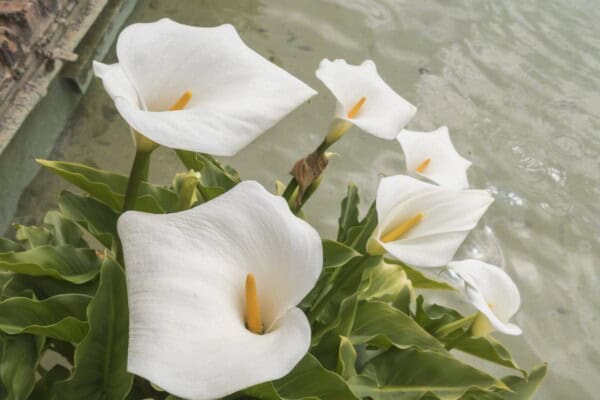 Complete Guide: How to Plant Grow & Care for Calla Lily Flowers