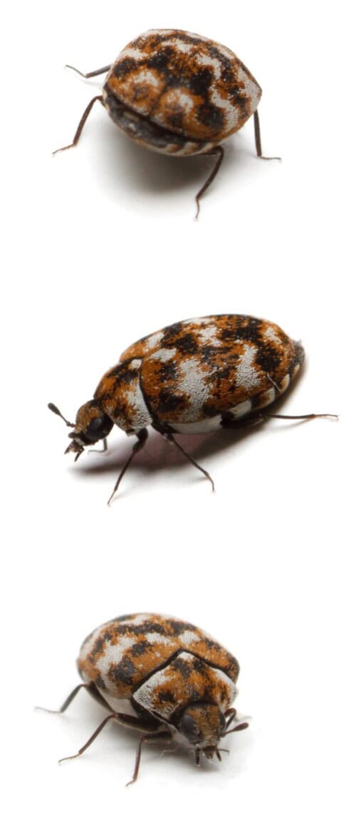 Carpet Beetle: How to Identify and Get Rid of Carpet Beetles