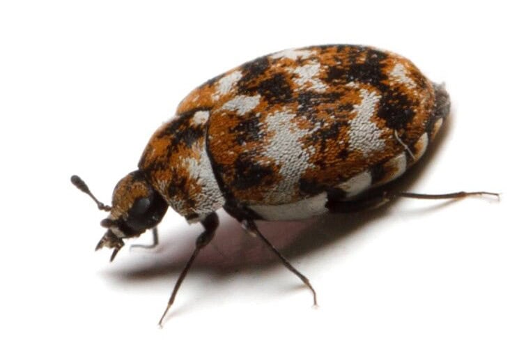 Carpet Beetle: How to Identify and Get Rid of Carpet Beetles