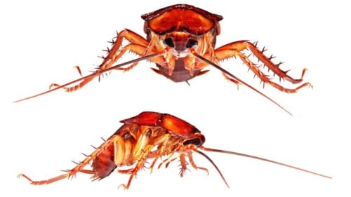 Do Cockroaches Bite + What Do Cockroach Bites Look Like?