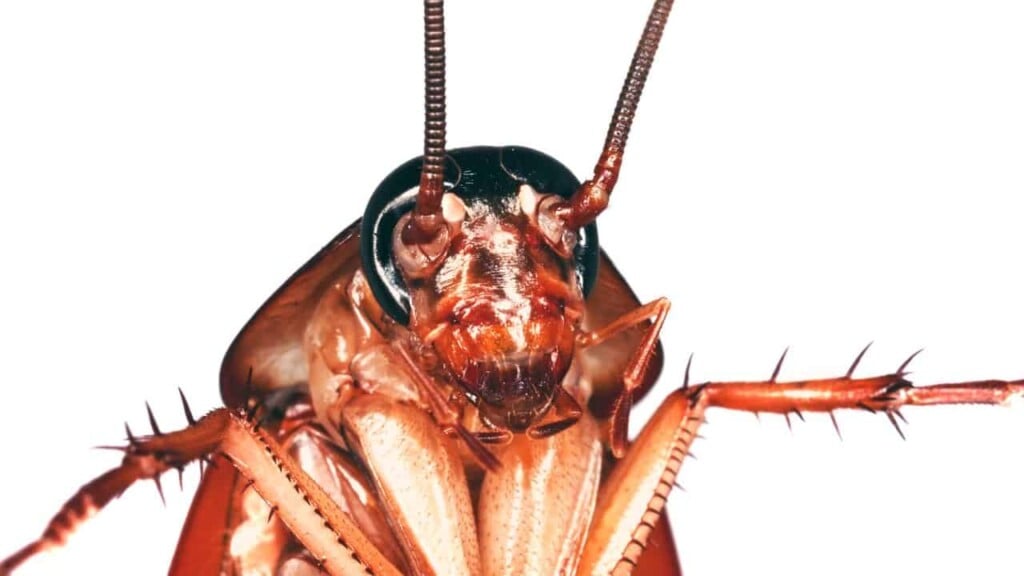 Do Cockroaches Bite + What Do Cockroach Bites Look Like?