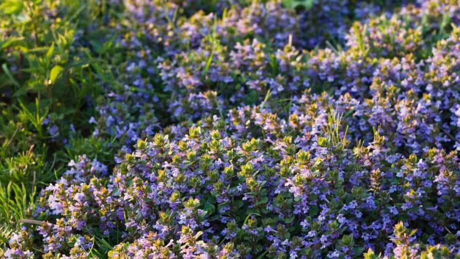 Creeping Charlie AKA Ground Ivy - Everything You Need to Know