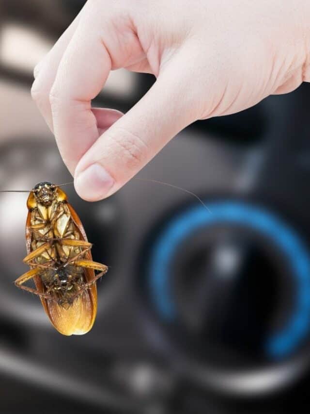Are Cockroaches Living In Your Car? How To Find Out & Keep Them Out For ...