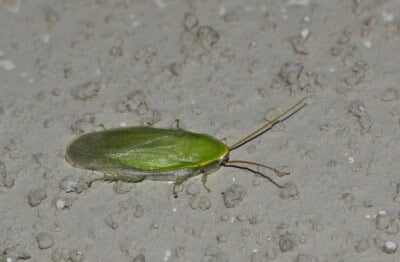 Do Cockroaches Fly? The Complete Guide to Flying Cockroaches