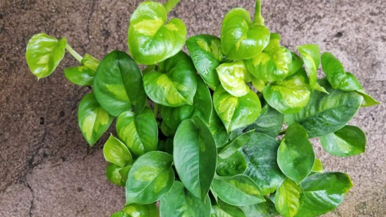 How to Plant, Grow, and Care for Global Green Pothos - Full Guide