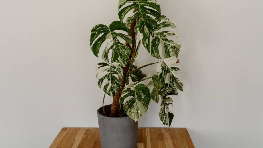 How to Plant, Grow, and Care for Monstera Albo - Complete Guide