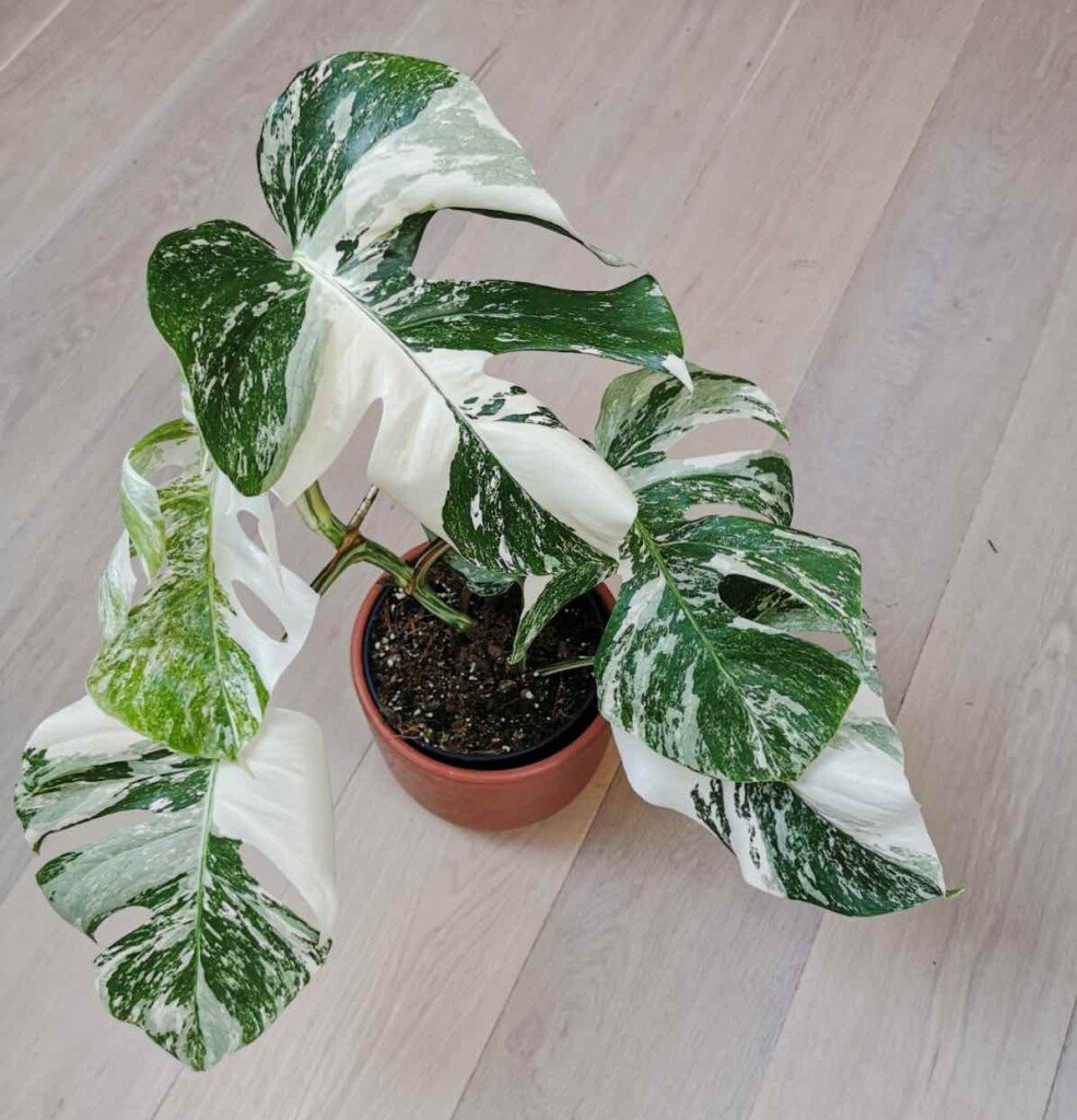 How to Plant, Grow, and Care for Monstera Albo - Complete Guide
