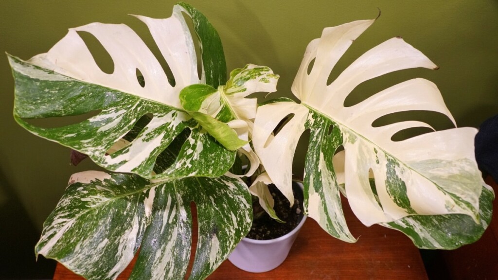 How to Plant, Grow, and Care for Monstera Albo - Complete Guide