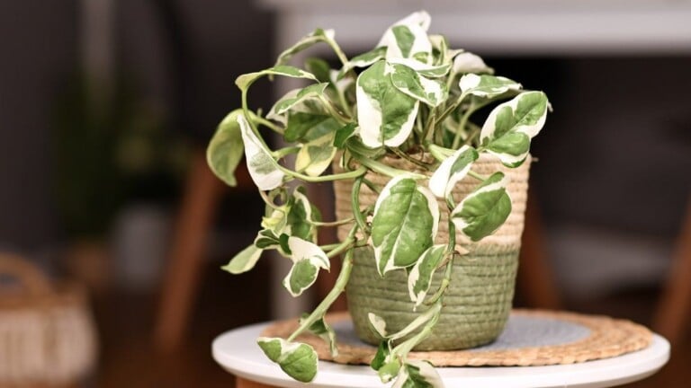 How to Plant, Grow, and Care for N'Joy Pothos - Full Guide