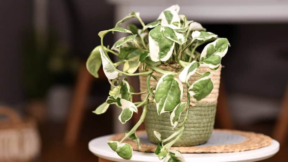 How to Plant, Grow, and Care for N'Joy Pothos - Full Guide