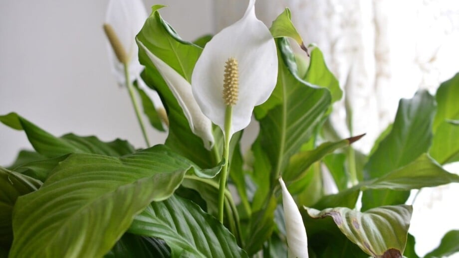 How to Grow and Care for Peace Lily Plants - Complete Guide